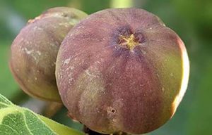 Israeli fruit garden | mashtela.com/en/