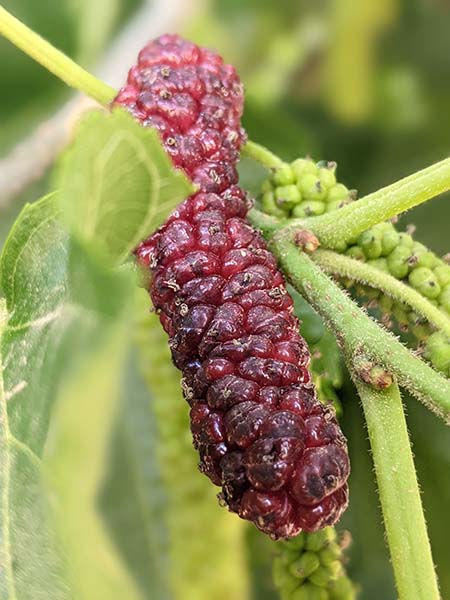 תות ארוך mashtela.com